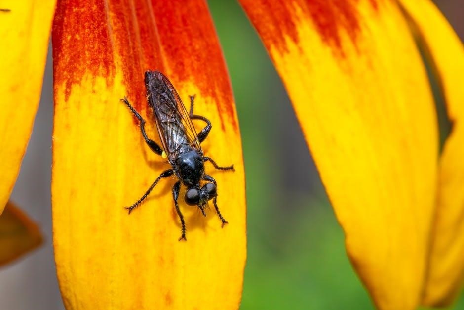 Jeff Nippard Powerbuilding Program PDF - Free Download